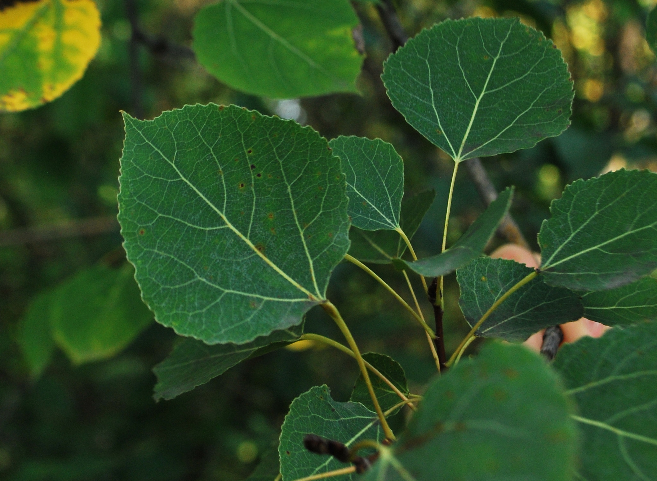 Quaking Aspen Populus Tremuloides The Ufor Nursery And Lab